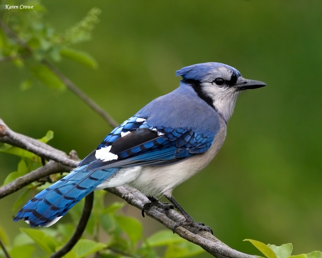 Bluey Jay Wallpaper,blue Jay Images,blue Jay Photo,blue - Blue Jay Hd- WallpaperUse
