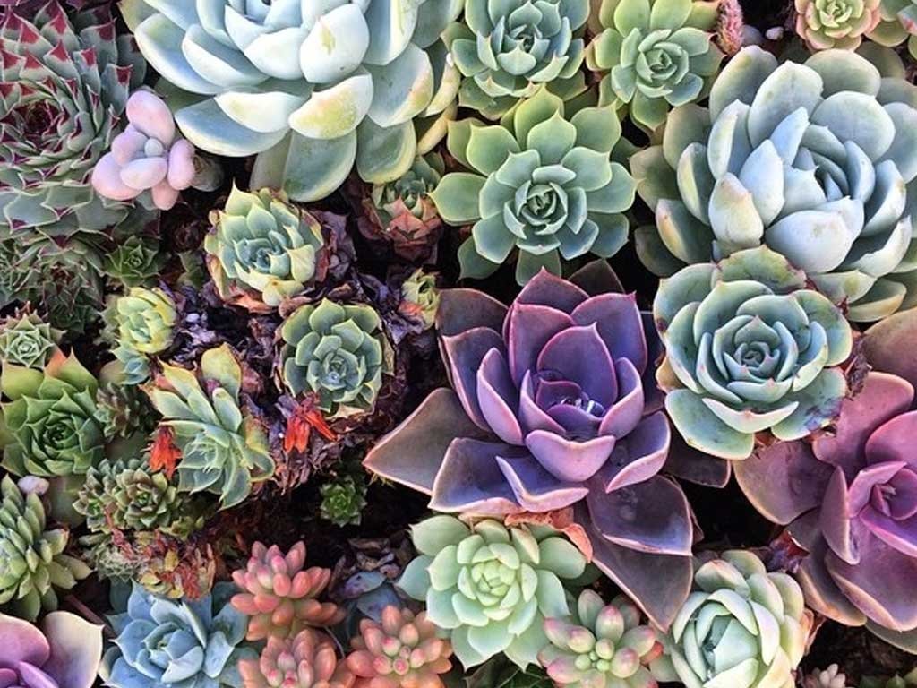 succulent desktop wallpaper,flower,echeveria,plant,stonecrop family ...