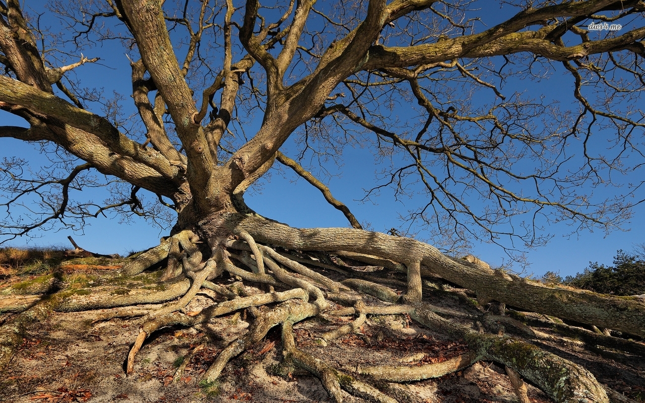 Root Wallpaper- WallpaperUse