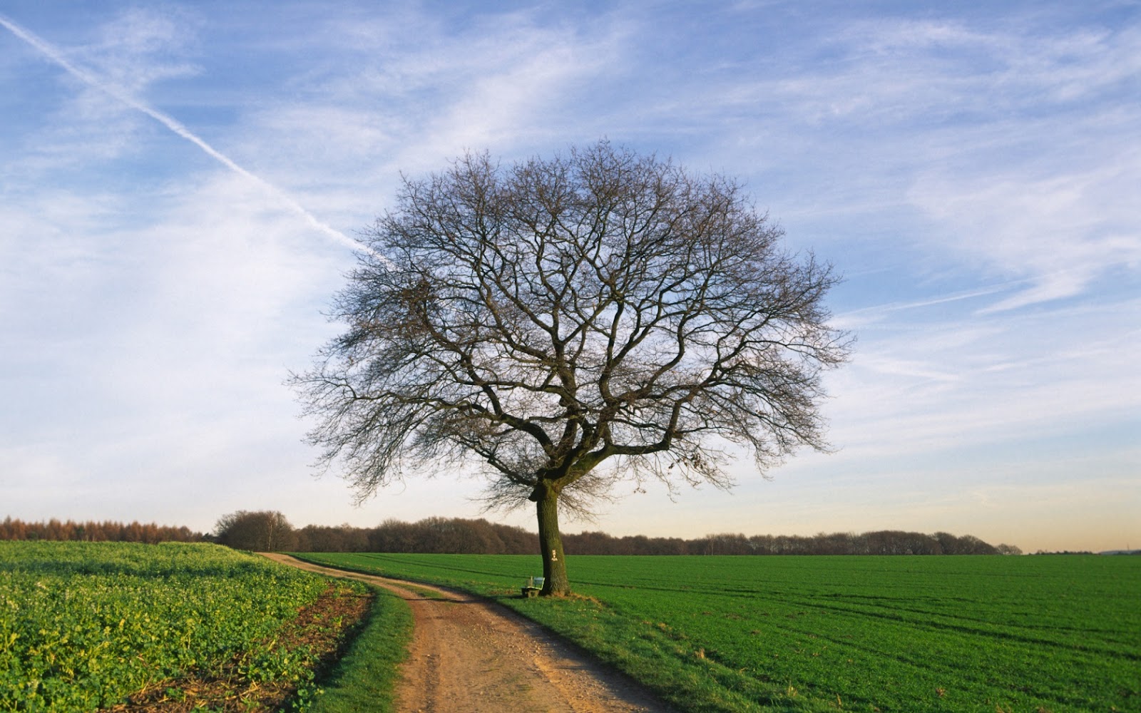 Tree In A Field- WallpaperUse