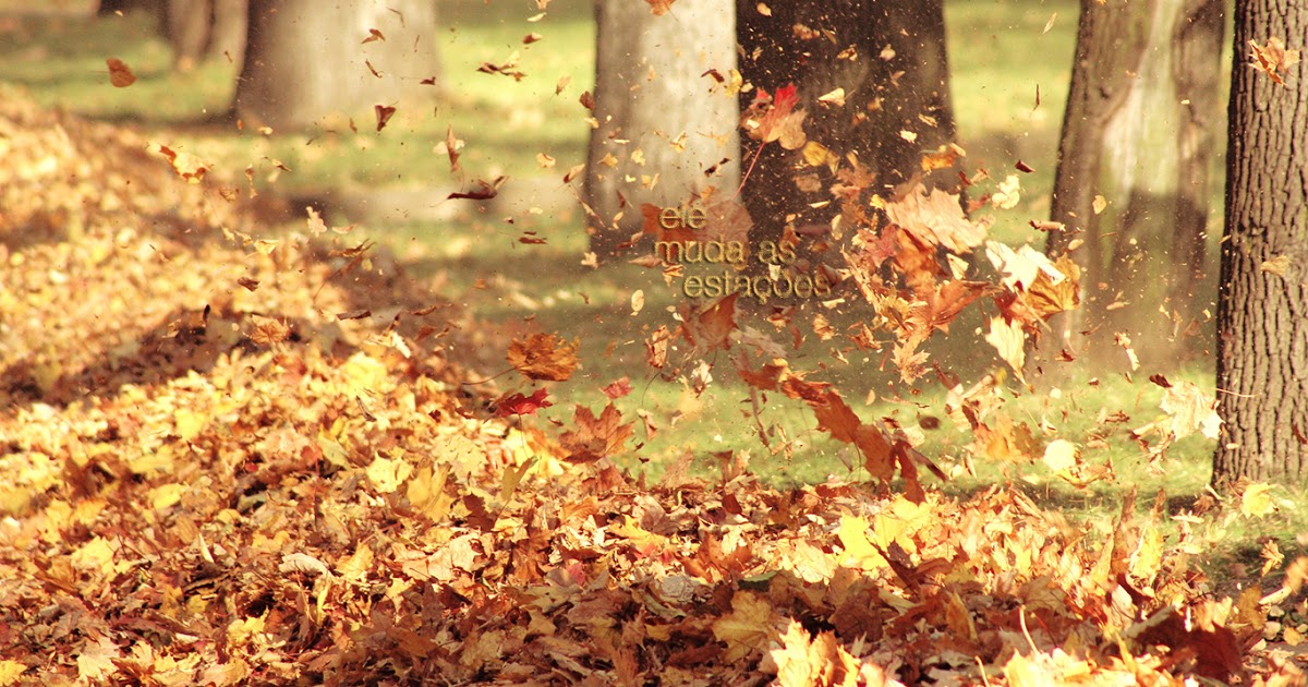 Leaves Moving In The Wind- WallpaperUse