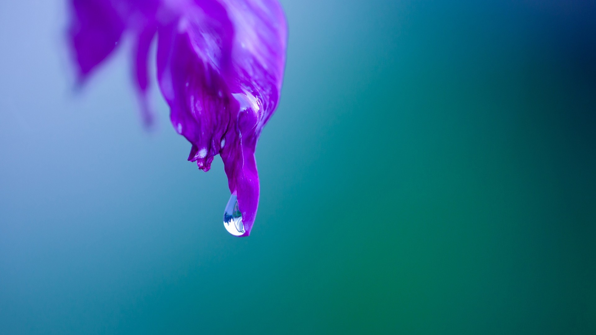 Dew Drop Wallpaper Drop- WallpaperUse