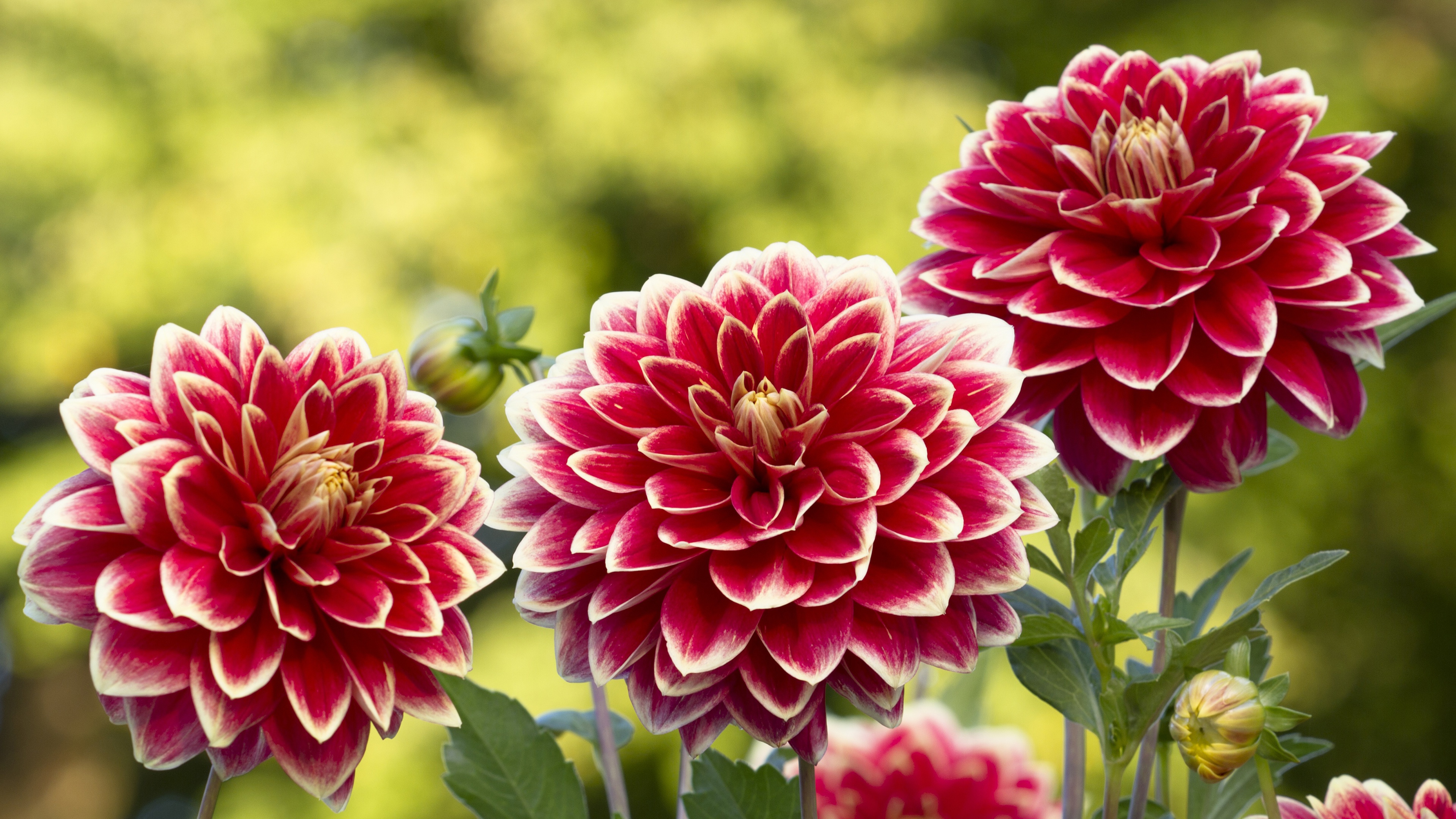 dahlia wallpaper,flower,flowering plant,dahlia,plant,petal (#553386 ...