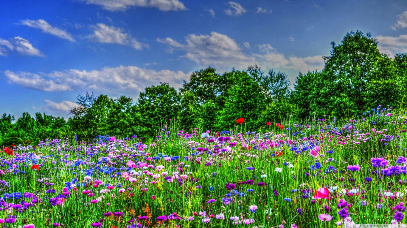 675633 Title Wildflower Field Earth Field Nature - High Resolution ...