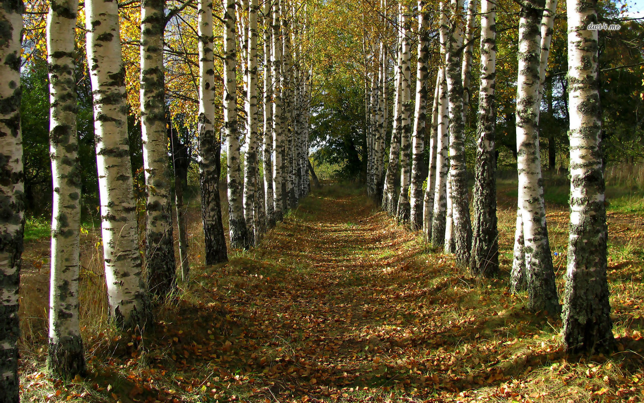 birch forest wallpaper,tree,forest,natural landscape,natural ...