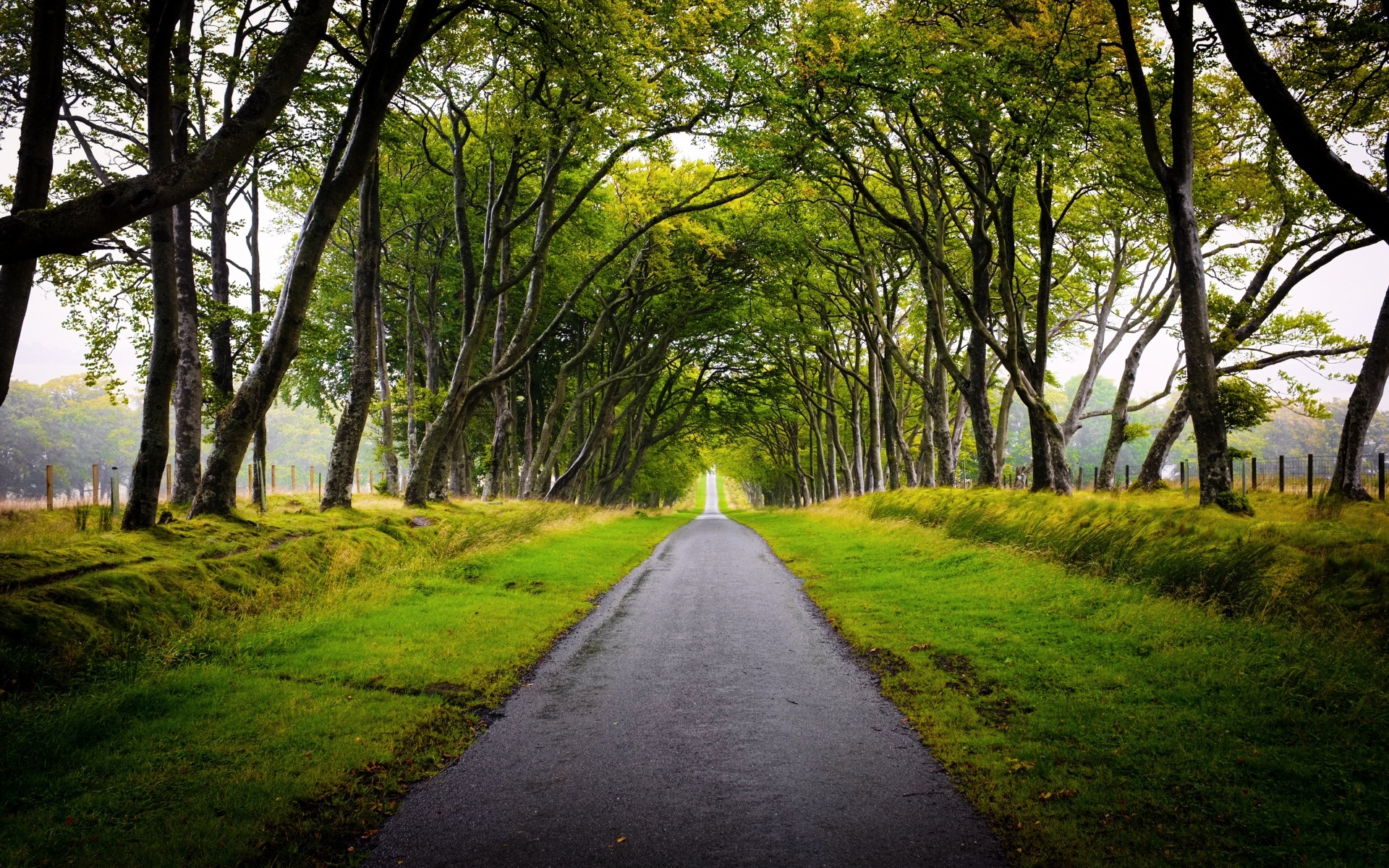 way wallpaper,natural landscape,nature,tree,green,natural environment ...