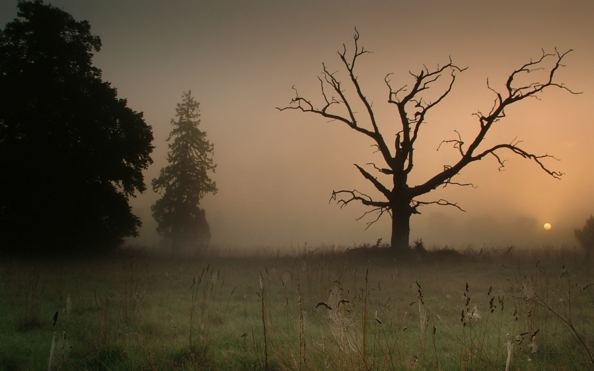 apus wallpapers hd,natural landscape,nature,atmospheric phenomenon,tree ...