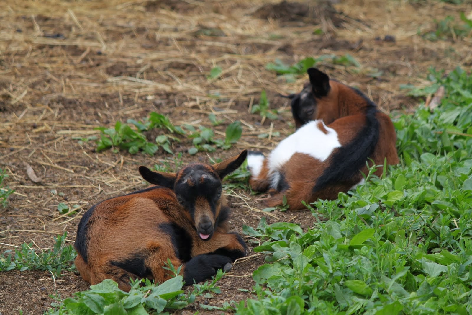 bellissimi sfondi animali,capra,capre,natura,antilope di capra,animale ...