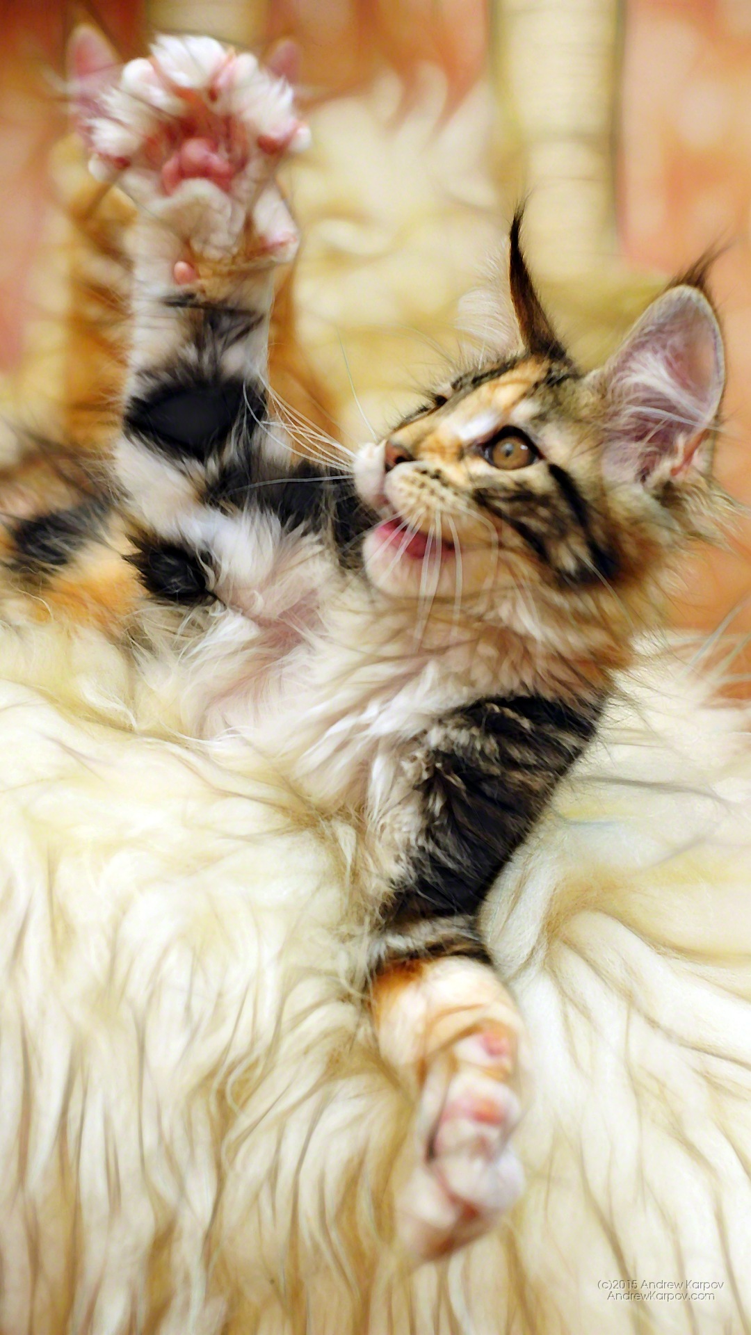 baik wallpaper,cat,small to medium sized cats,mammal,felidae,carnivore ...