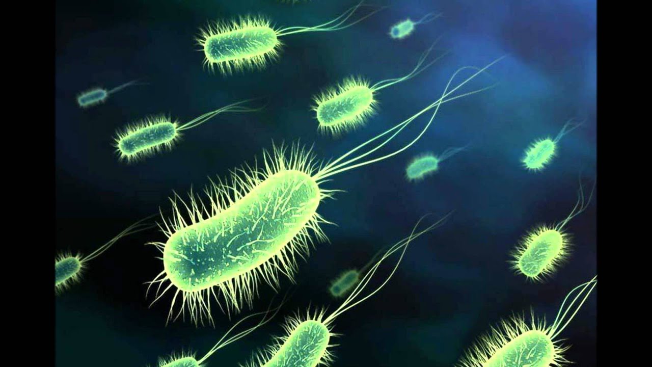 Real Bacterial Cell- WallpaperUse