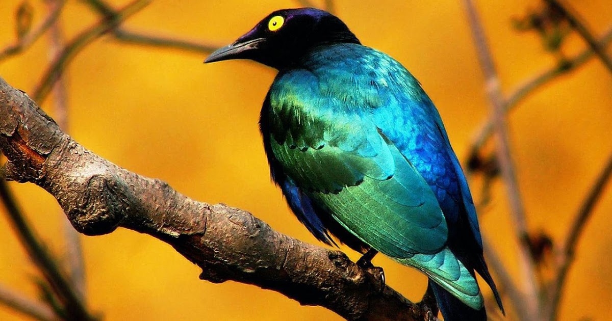 jahaj wallpaper,bird,vertebrate,beak,green jay,starling (#584335 ...