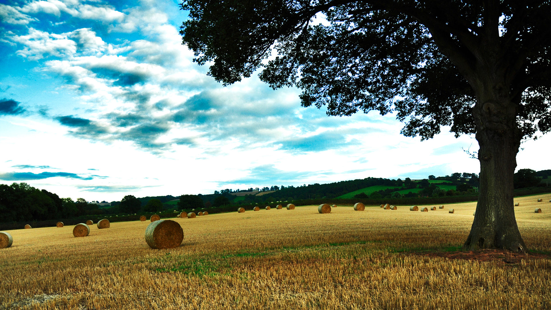 dünya wallpaper,field,nature,natural landscape,sky,hay (#589630 ...