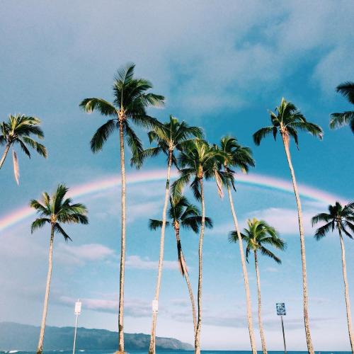 Palm Trees Instagram Beach- WallpaperUse