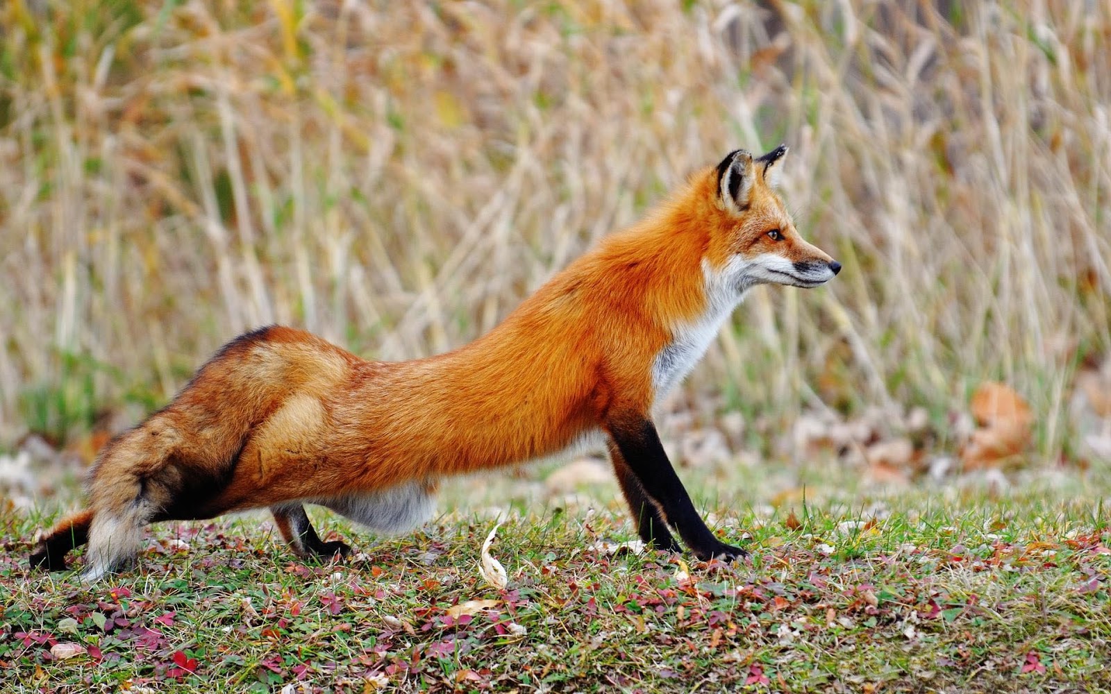 wallpapers fox,mammal,red fox,vertebrate,fox,canidae (#598128 ...