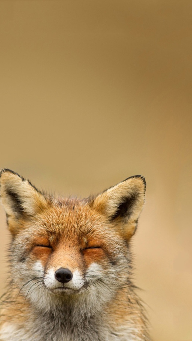 Funny Fox Smile Wallpaper - Fox Background- WallpaperUse
