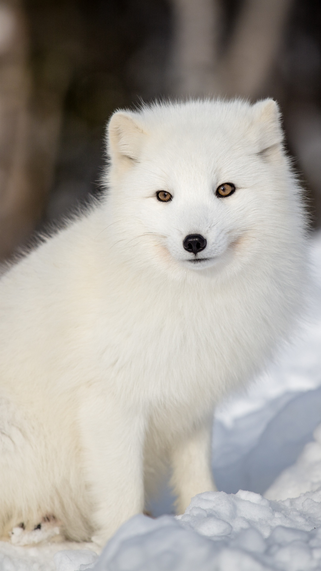 fox phone wallpaper,mammal,vertebrate,canidae,dog,samoyed (#598190 ...