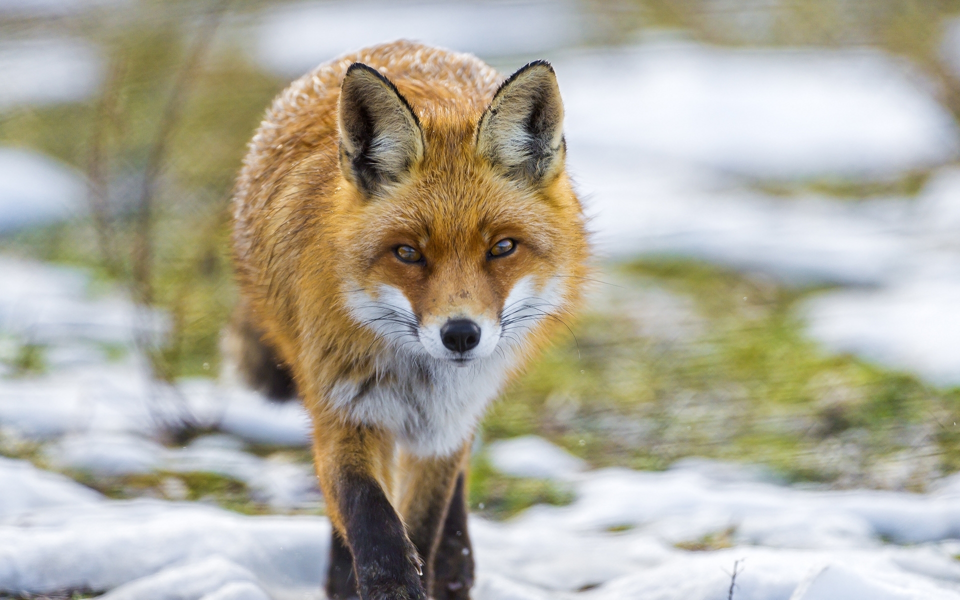 fox wallpaper hd,mammal,red fox,vertebrate,fox,canidae (#598839 ...