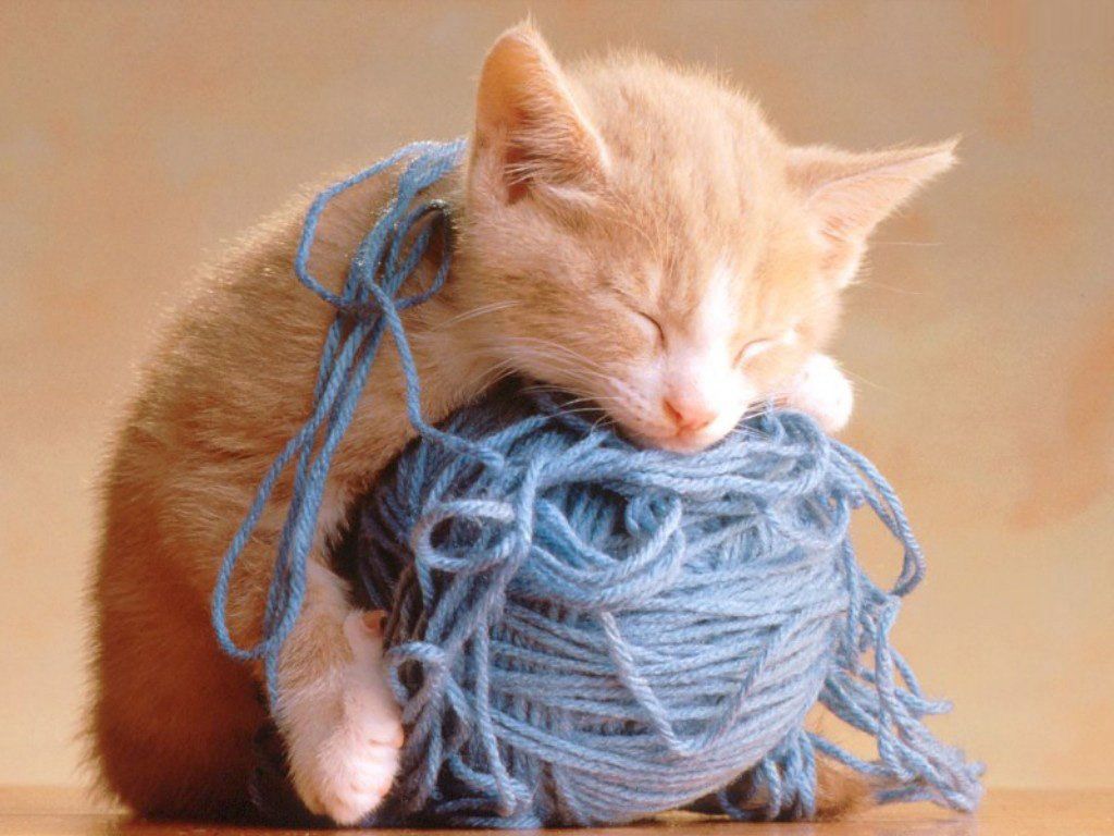 Cat Ball Of String- WallpaperUse
