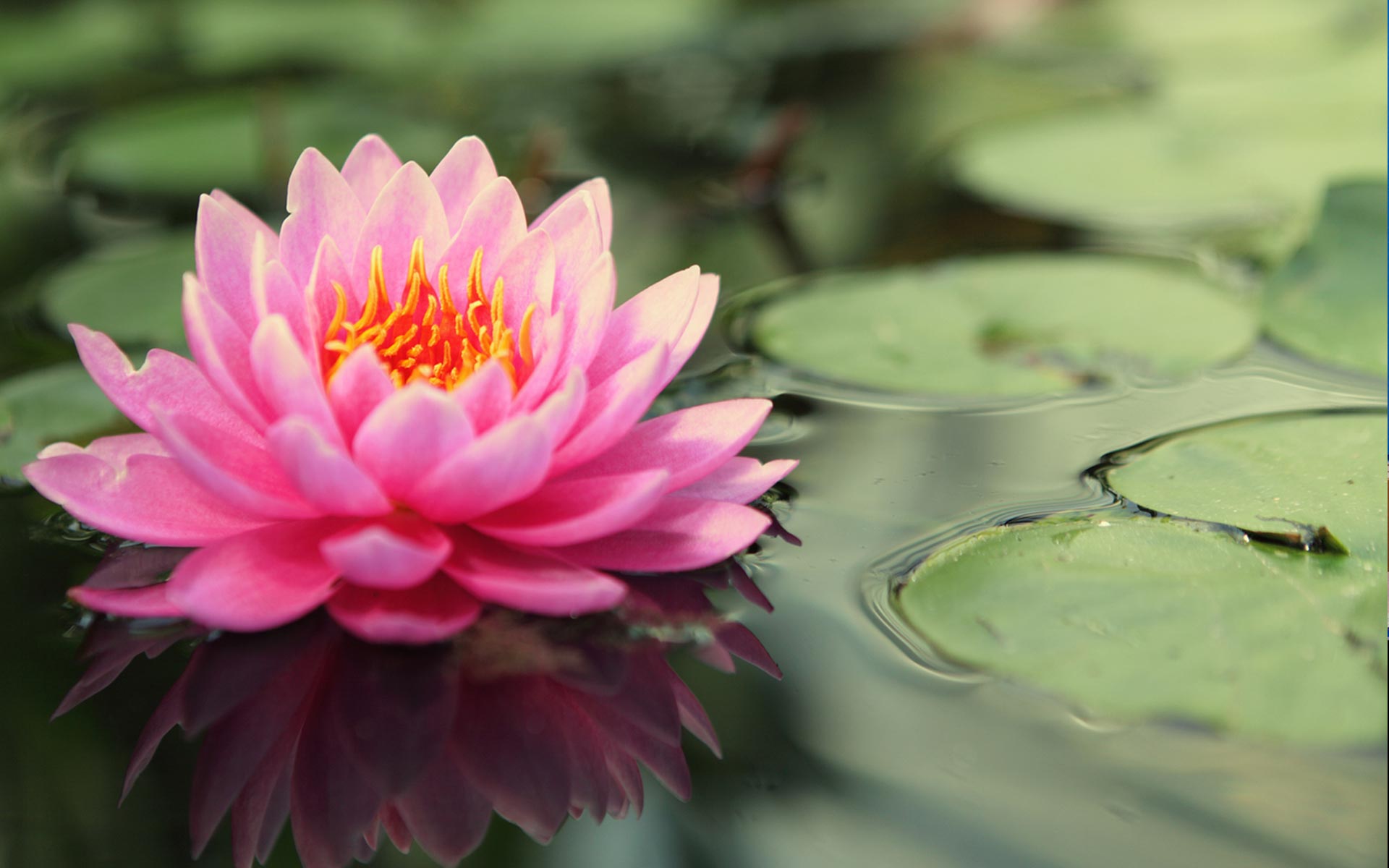 Beautiful Lotus Hd Images For Desktop Profile - Lotus Images Hd ...