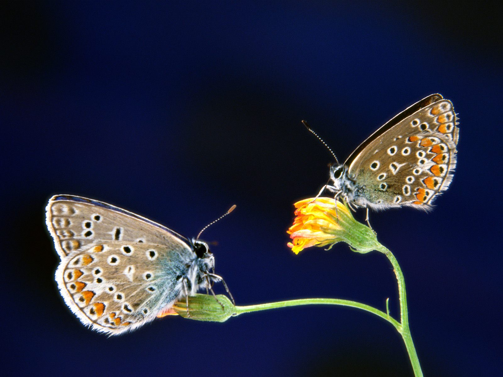Butterfly Wallpapers, Gambar Kupu-kupu - Imagini Cu Fluturi Si Flori ...