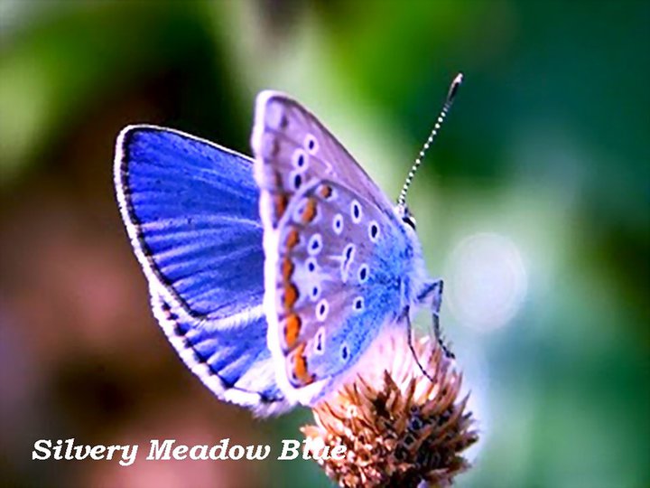 sfondi kupu kupu,falene e farfalle,la farfalla,insetto,blu comune ...