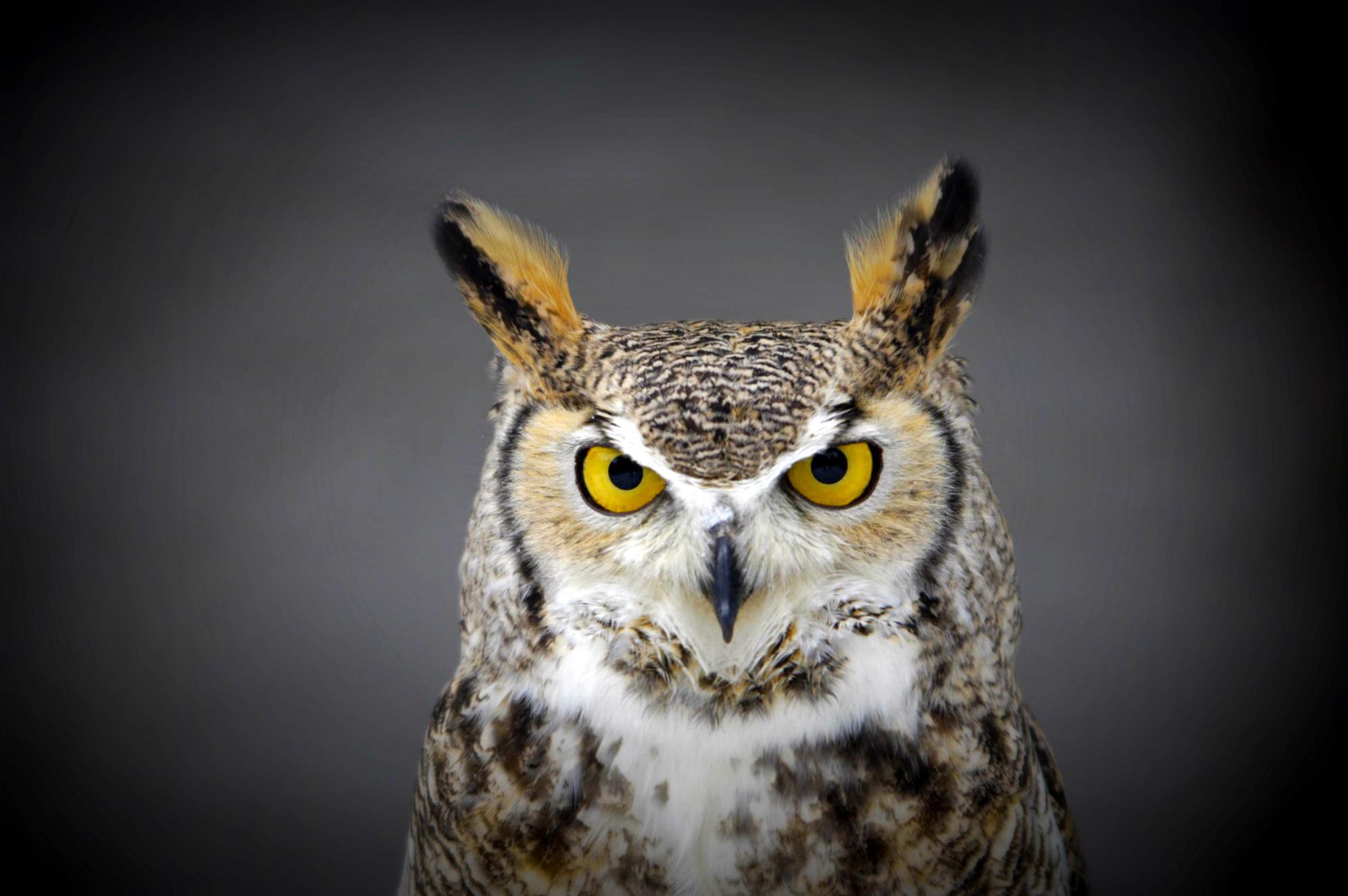 Bonito Búho - Filin Owl- WallpaperUse