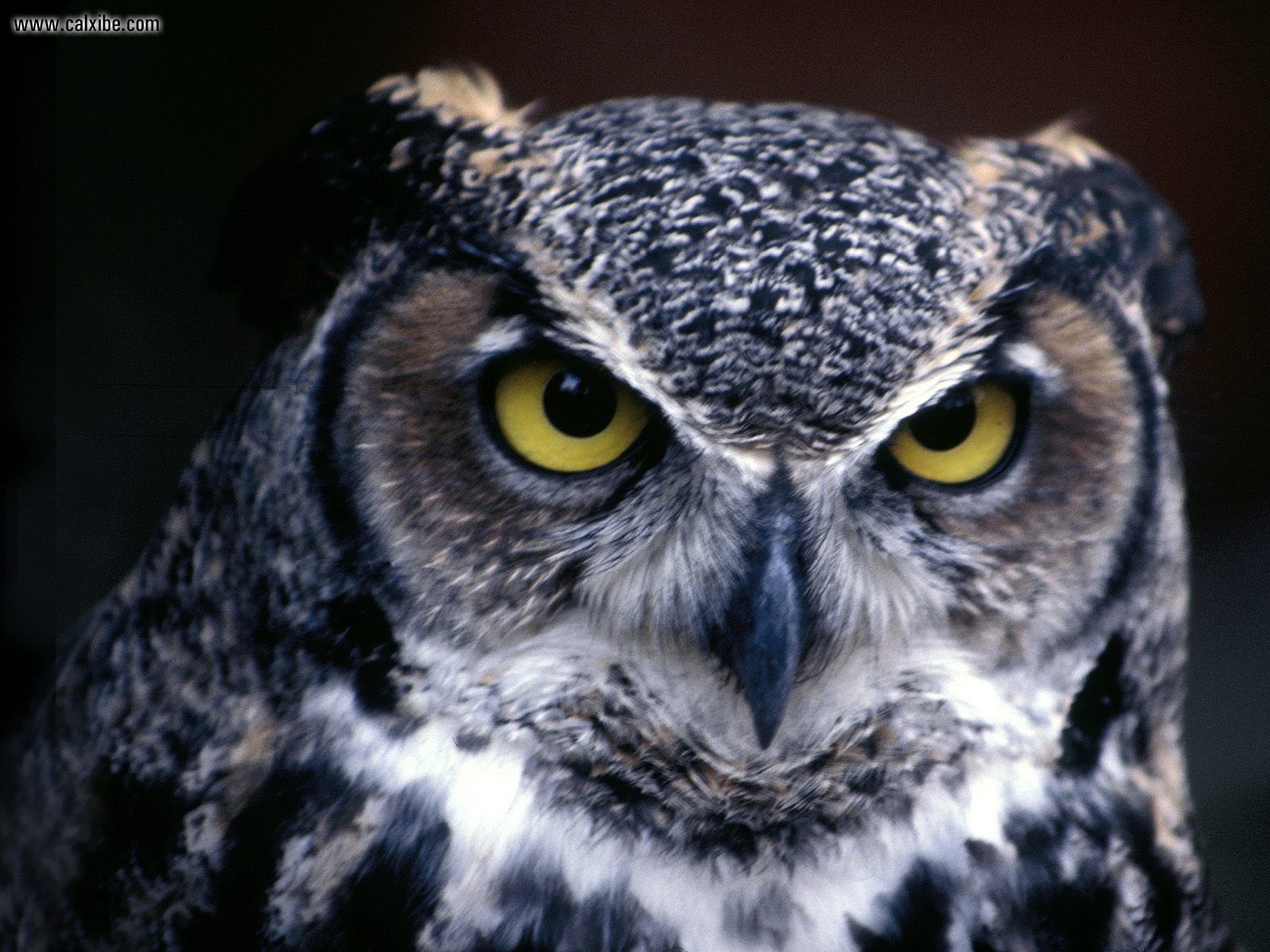 buho wallpaper,owl,vertebrate,bird,bird of prey,western screech owl ...