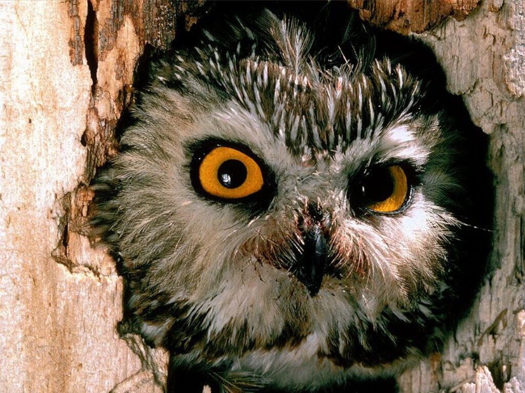 buho wallpaper,owl,bird,bird of prey,eastern screech owl,western ...