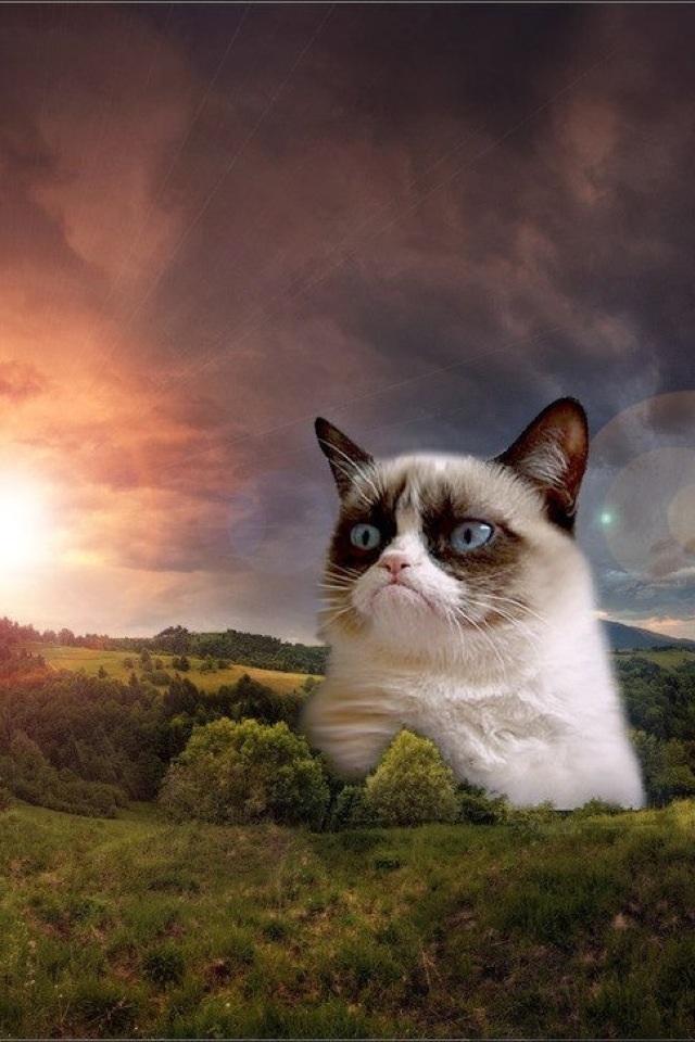 Grumpy Cat Iphone Wallpaper My Grumpy Cat Wallpaper - Grumpy Cat Heaven ...