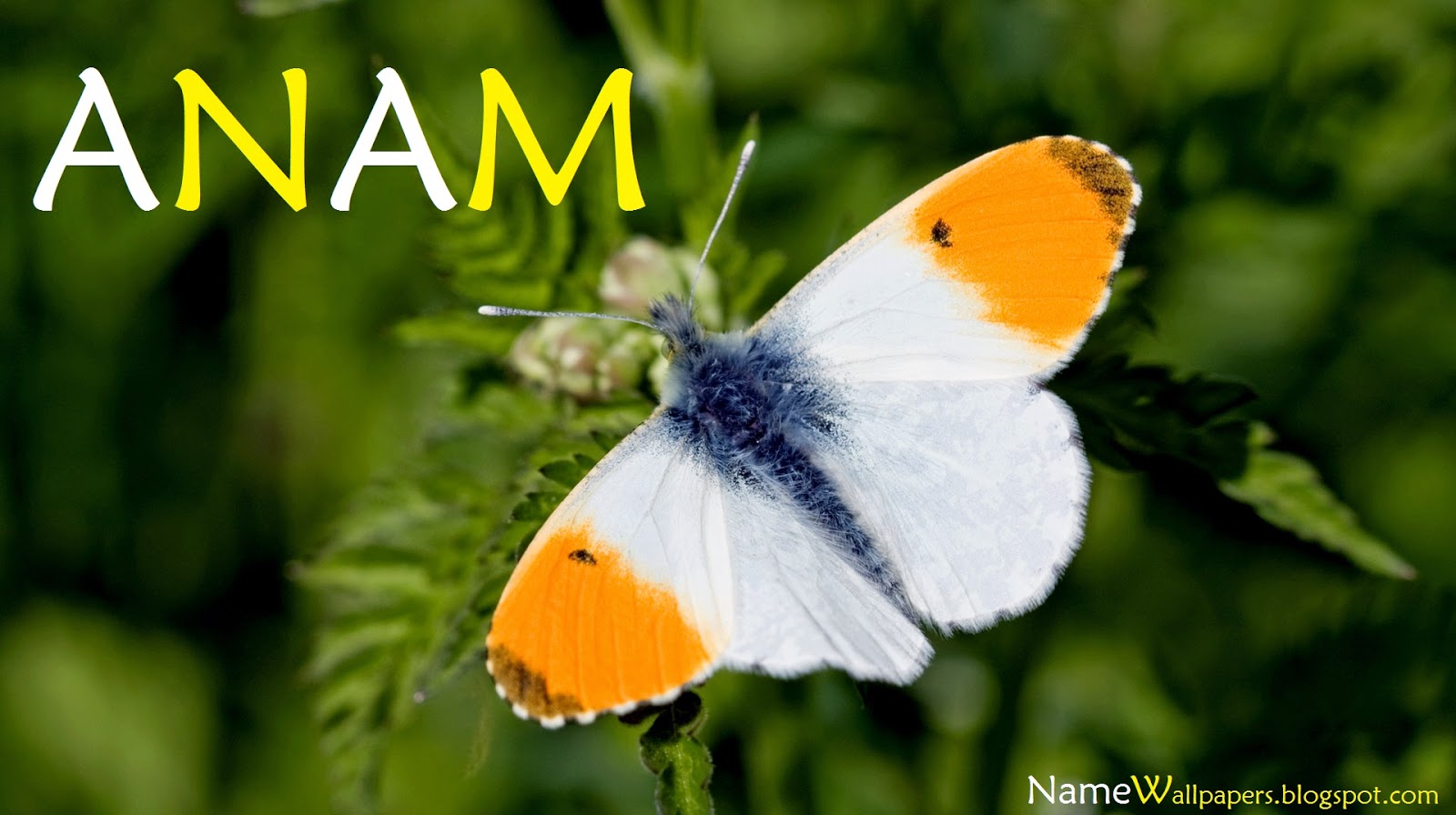 Anam Name Wallpaper- WallpaperUse