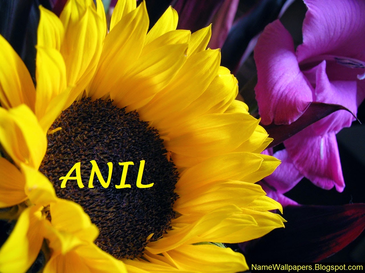 Anil Name Wallpaper- WallpaperUse