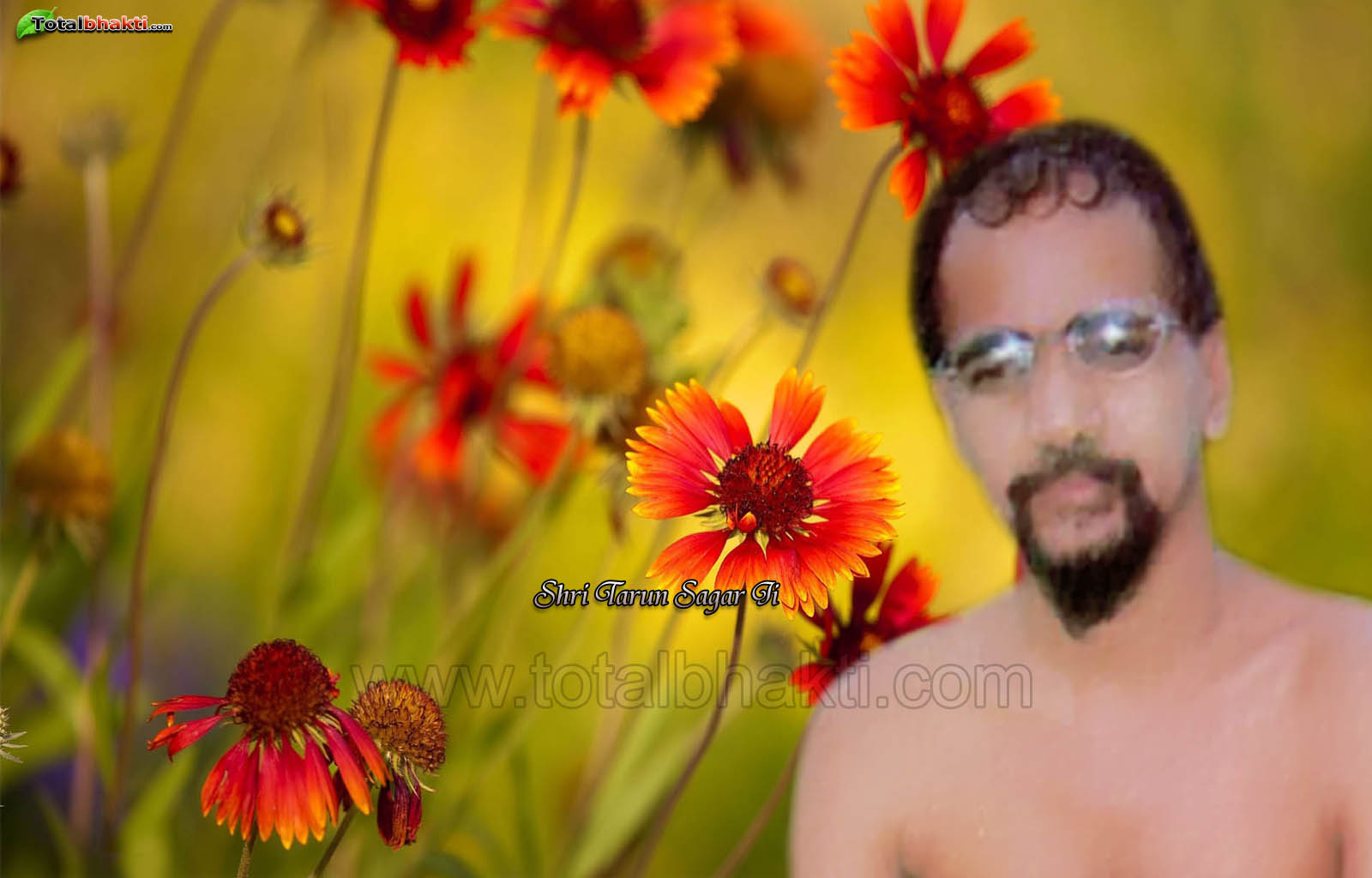 tarun name wallpaper,flower,red,petal,plant,wildflower (#611430 ...