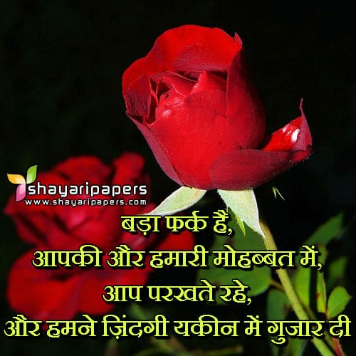 pyar wallpaper,red,petal,flower,garden roses,hybrid tea rose (#617584 ...