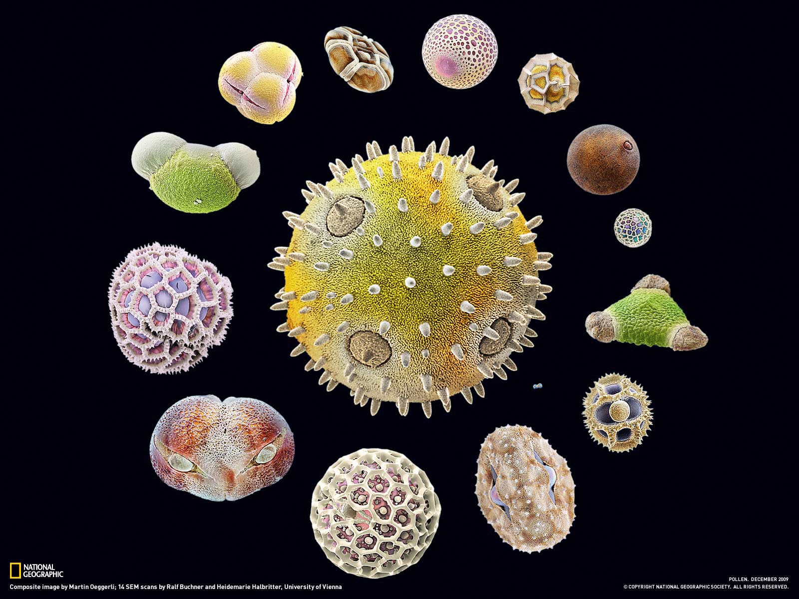 Wallpaper Gambar Animasi Air Terjun Bergerak - Pollen Grains Under A ...