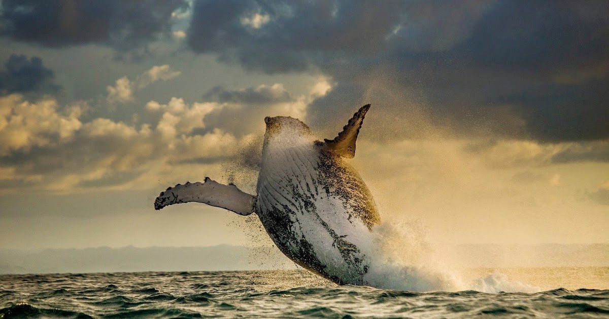 naam wale wallpaper,shark,great white shark,marine mammal,lamniformes ...