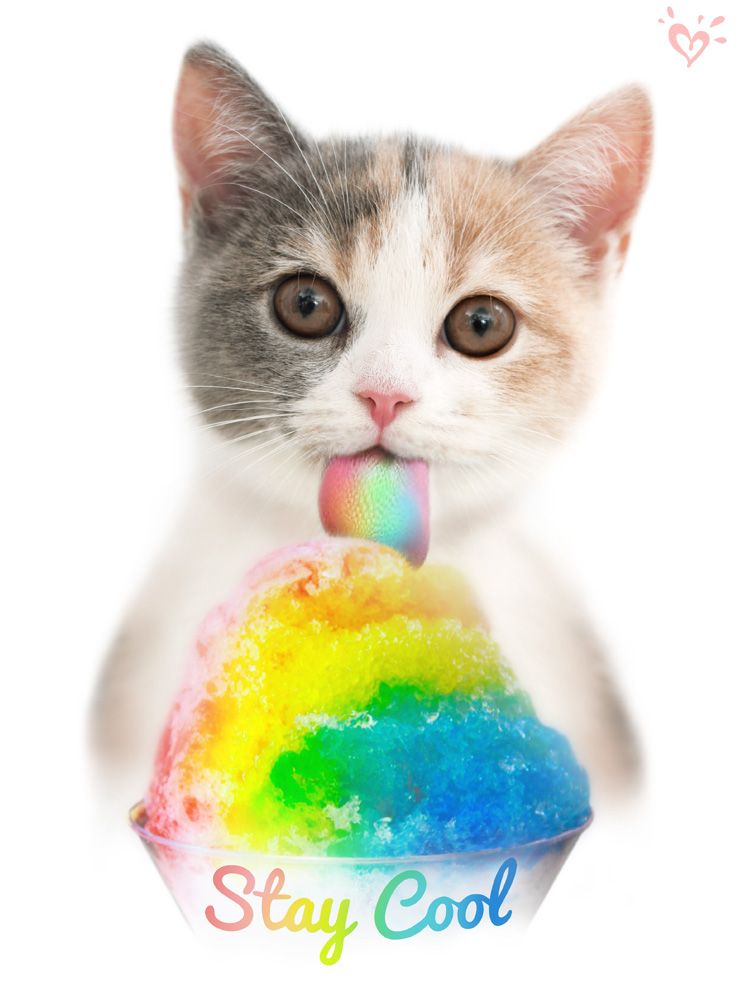 scusa baby wallpaper,gatto,felidae,gatti di piccola e media taglia ...