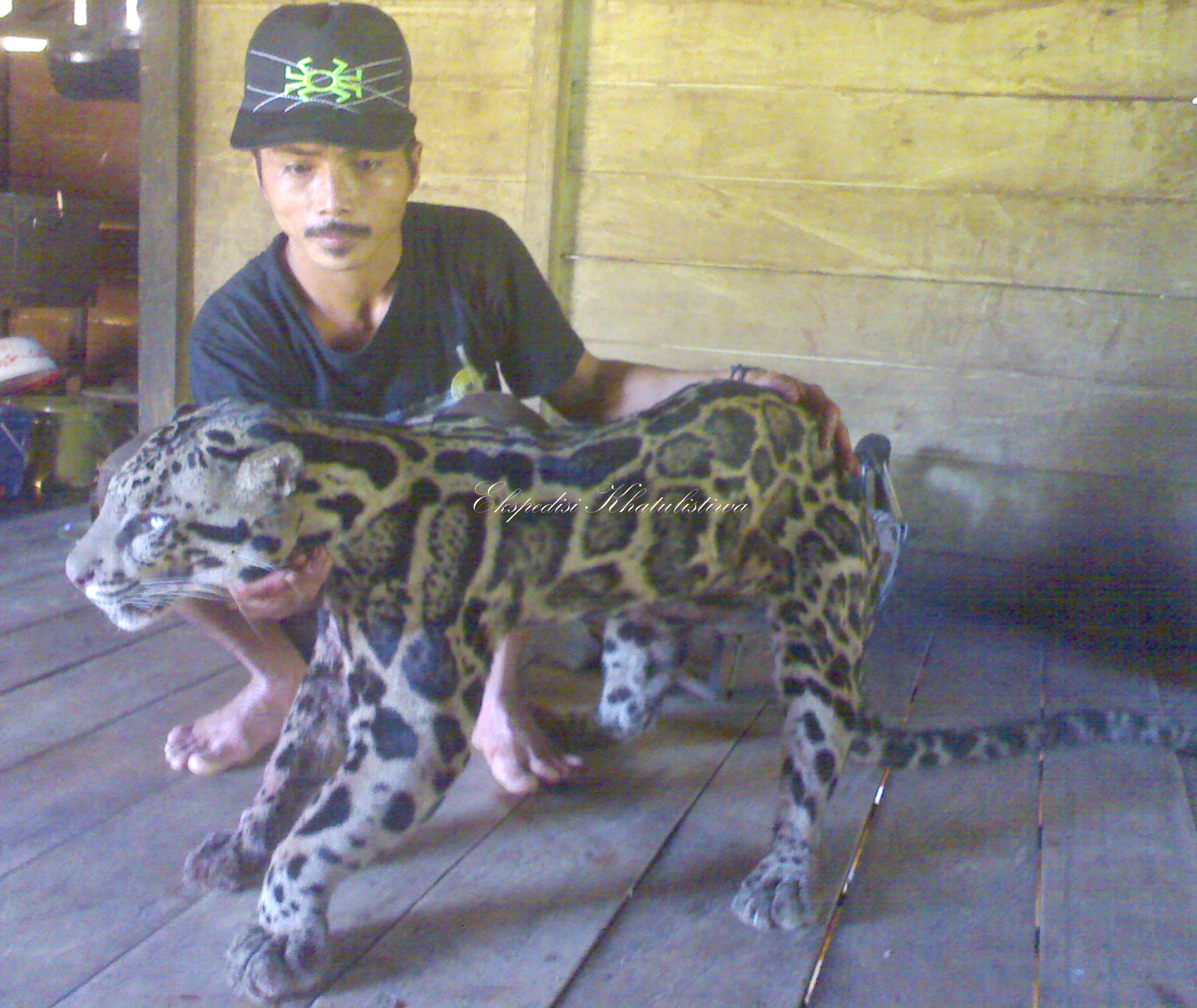 fondos de pantalla macan kumbang,felidae,jaguar,animal terrestre ...