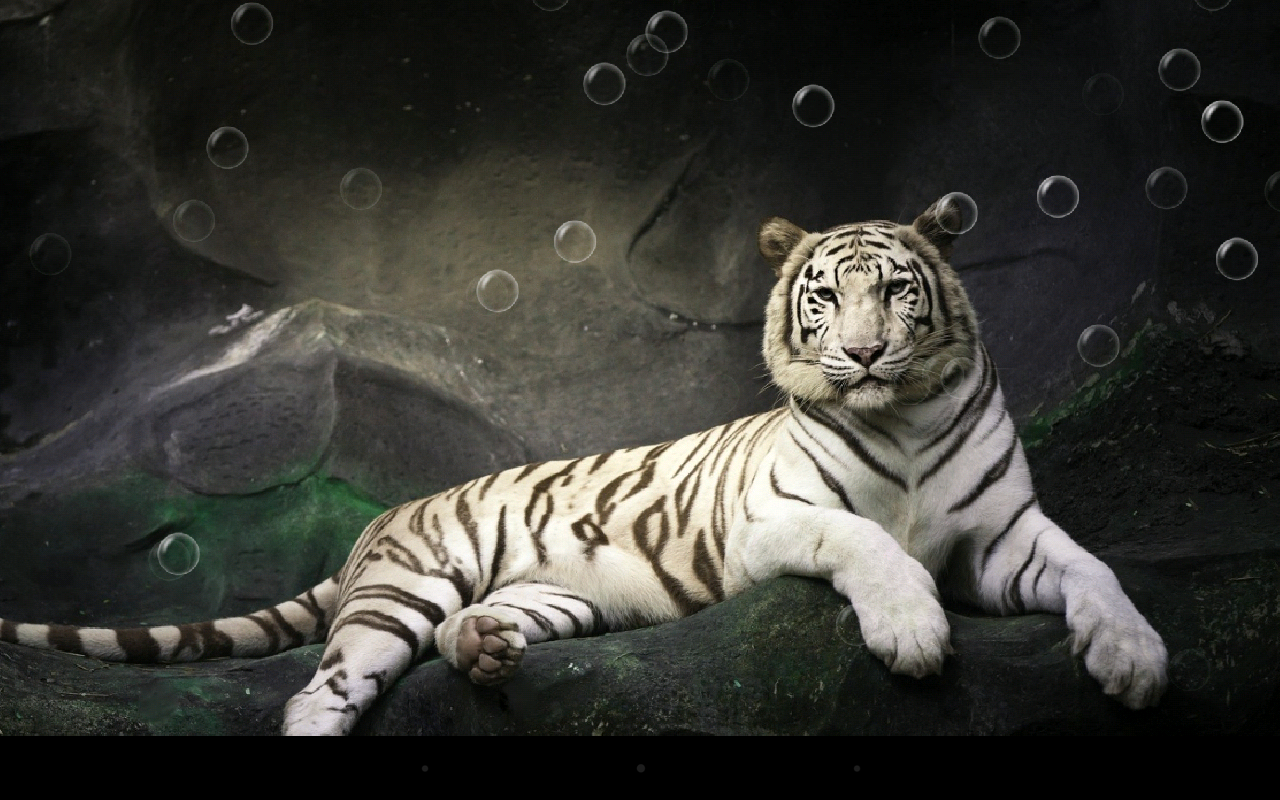 fondo de pantalla harimau 3d,tigre,tigre de bengala,felidae,tigre ...
