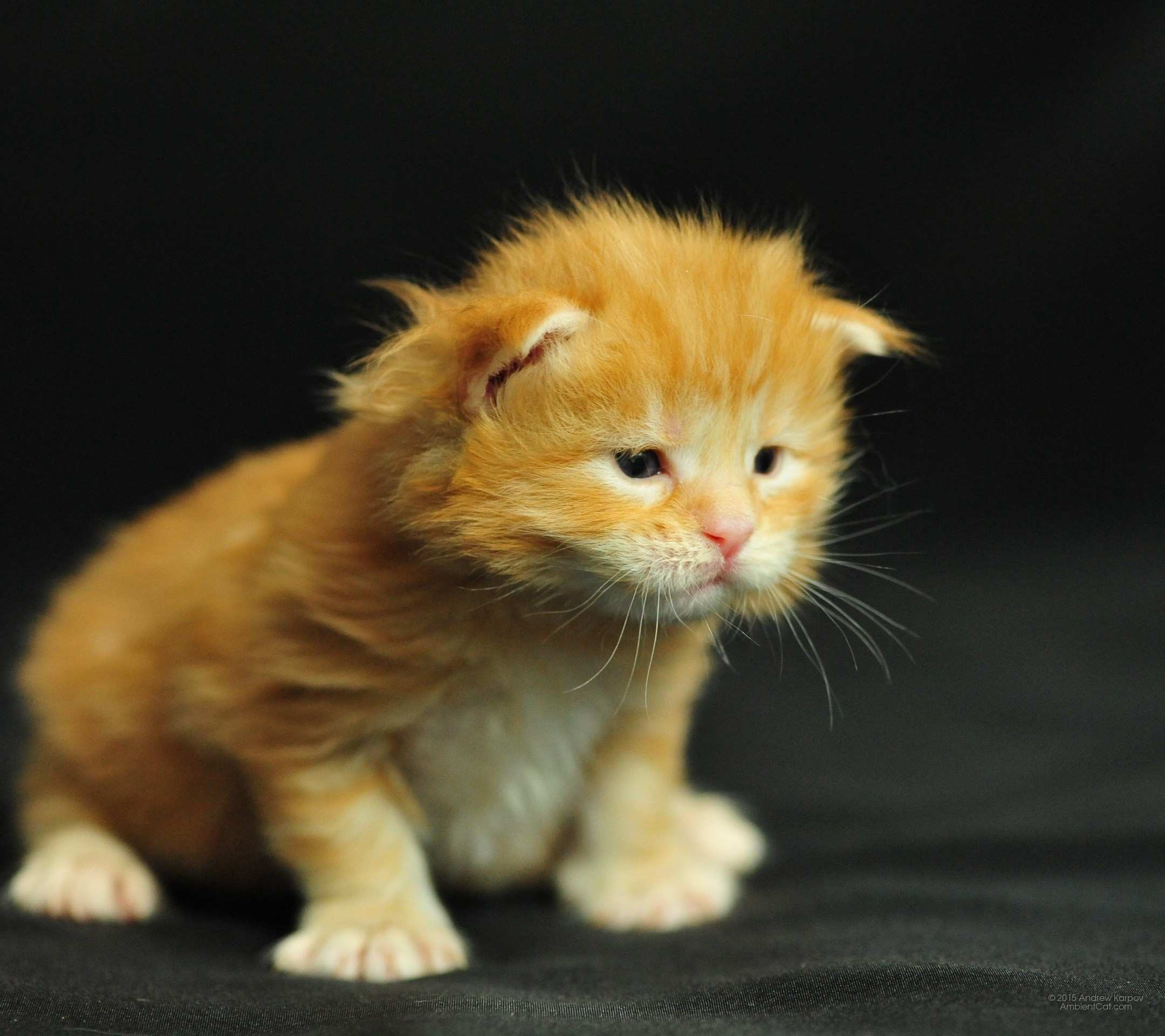 wallpaper anak kucing,cat,mammal,vertebrate,small to medium sized cats ...