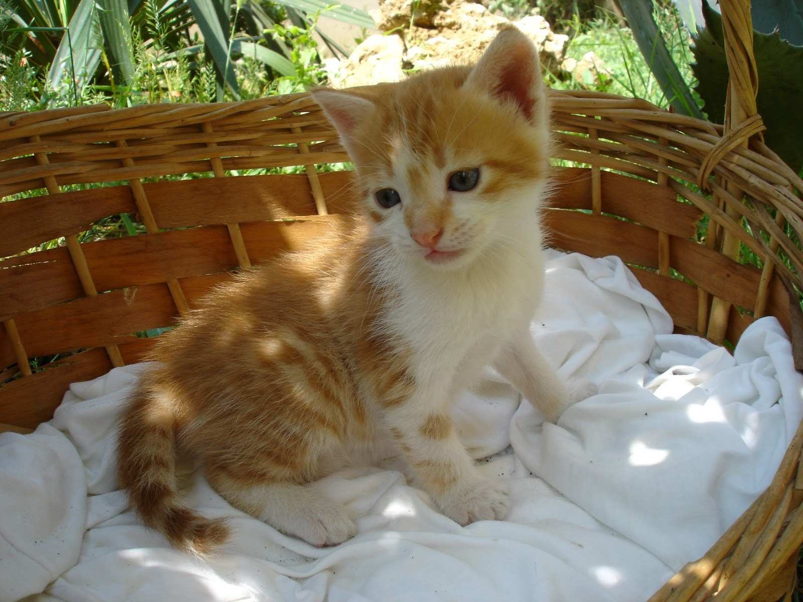 gambar wallpaper kucing,cat,mammal,vertebrate,small to medium sized ...