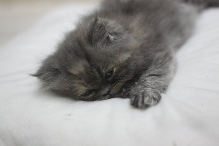 wallpaper kucing comel,cat,mammal,felidae,small to medium sized cats ...