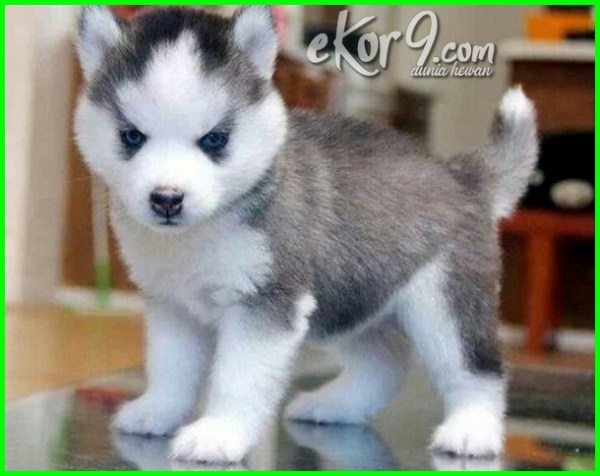 wallpaper anak lucu,siberian husky,mammal,vertebrate,dog,alaskan ...