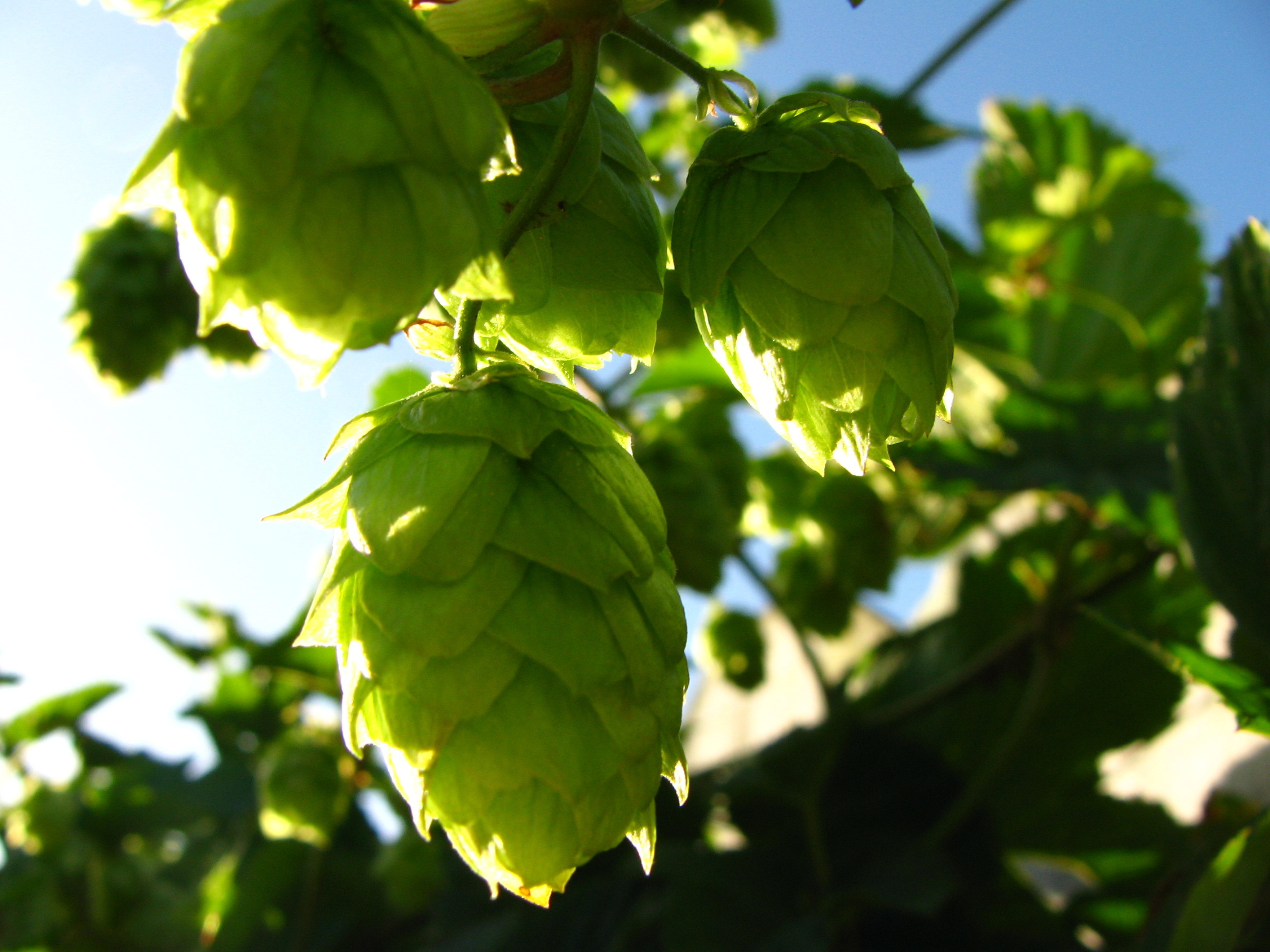 hops wallpaper,leaf,green,flower,plant,light (#634764) - WallpaperUse