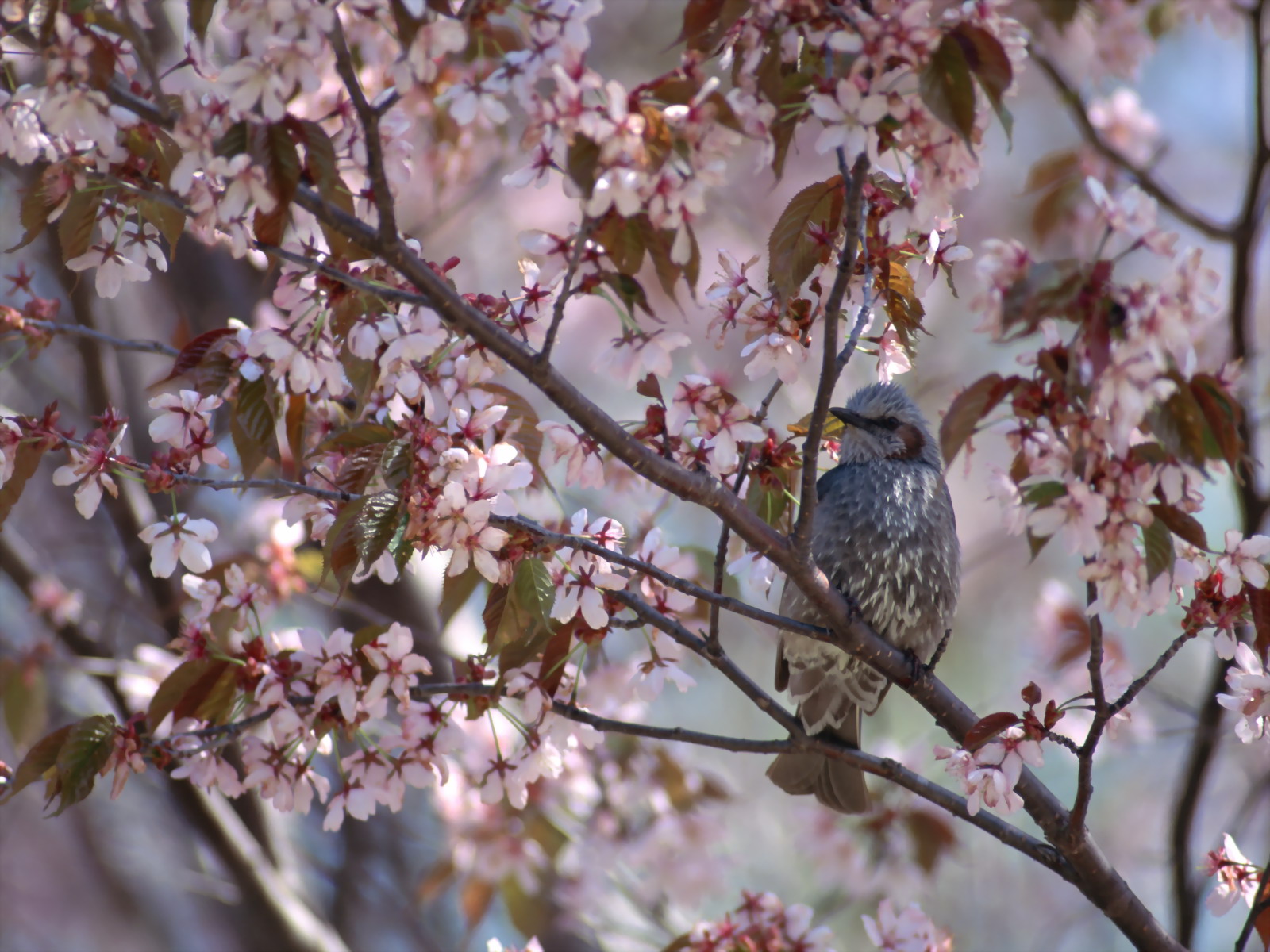 Burung Imut Dan Cantik Animal Planet- WallpaperUse
