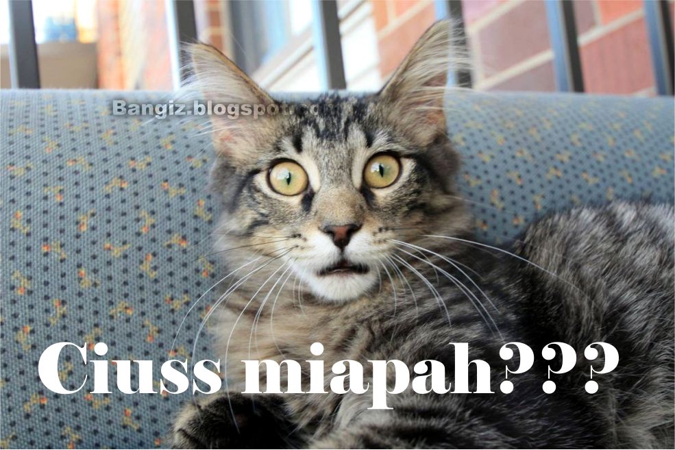 wallpaper kata lucu,cat,whiskers,mammal,small to medium sized cats ...