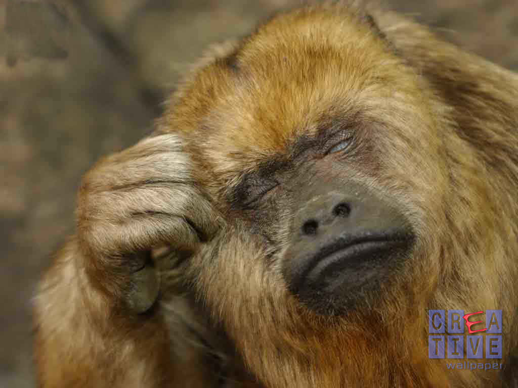 Scp Dr Bright Monkey- WallpaperUse