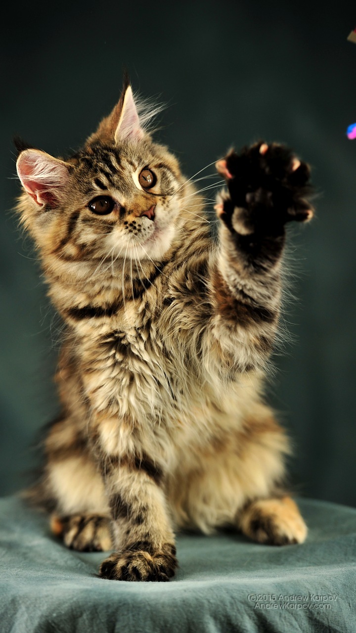 gambar wallpaper oppo,cat,mammal,vertebrate,small to medium sized cats ...