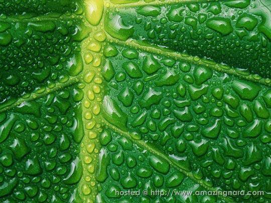 wallpaper embun,green,water,leaf,dew,plant (#648286) - WallpaperUse
