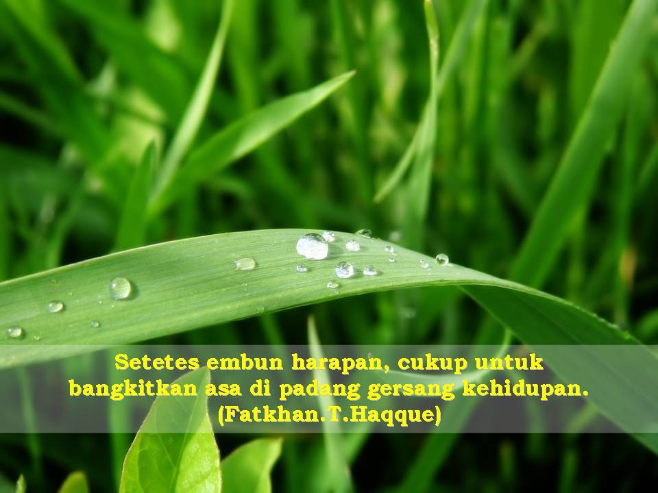 Nature- WallpaperUse