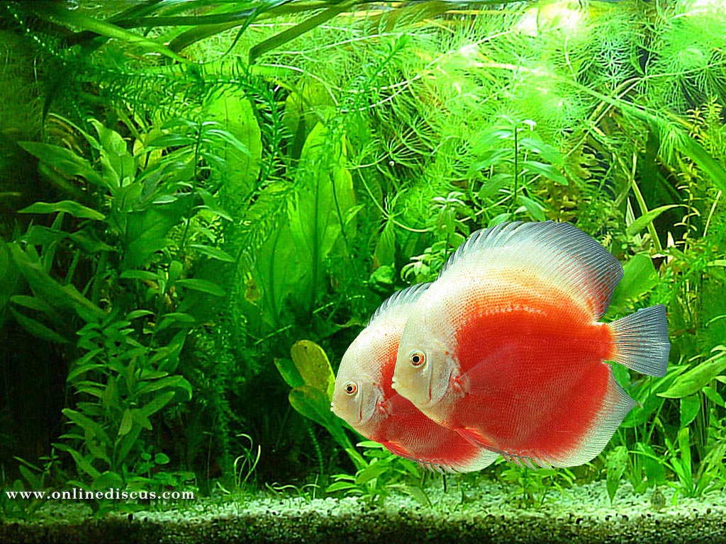 wallpaper bunga pohon dan buah,nature,freshwater aquarium,fish,fish ...